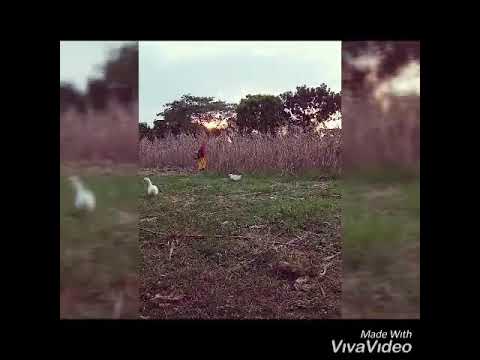 Ank SMP belajar babat mesin