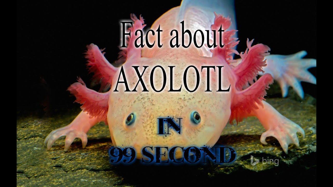 15 Fun And Interesting Facts About Axolotls Axolotl Images 15 Fun And Interesting Facts About Axolotls Axolotl Images