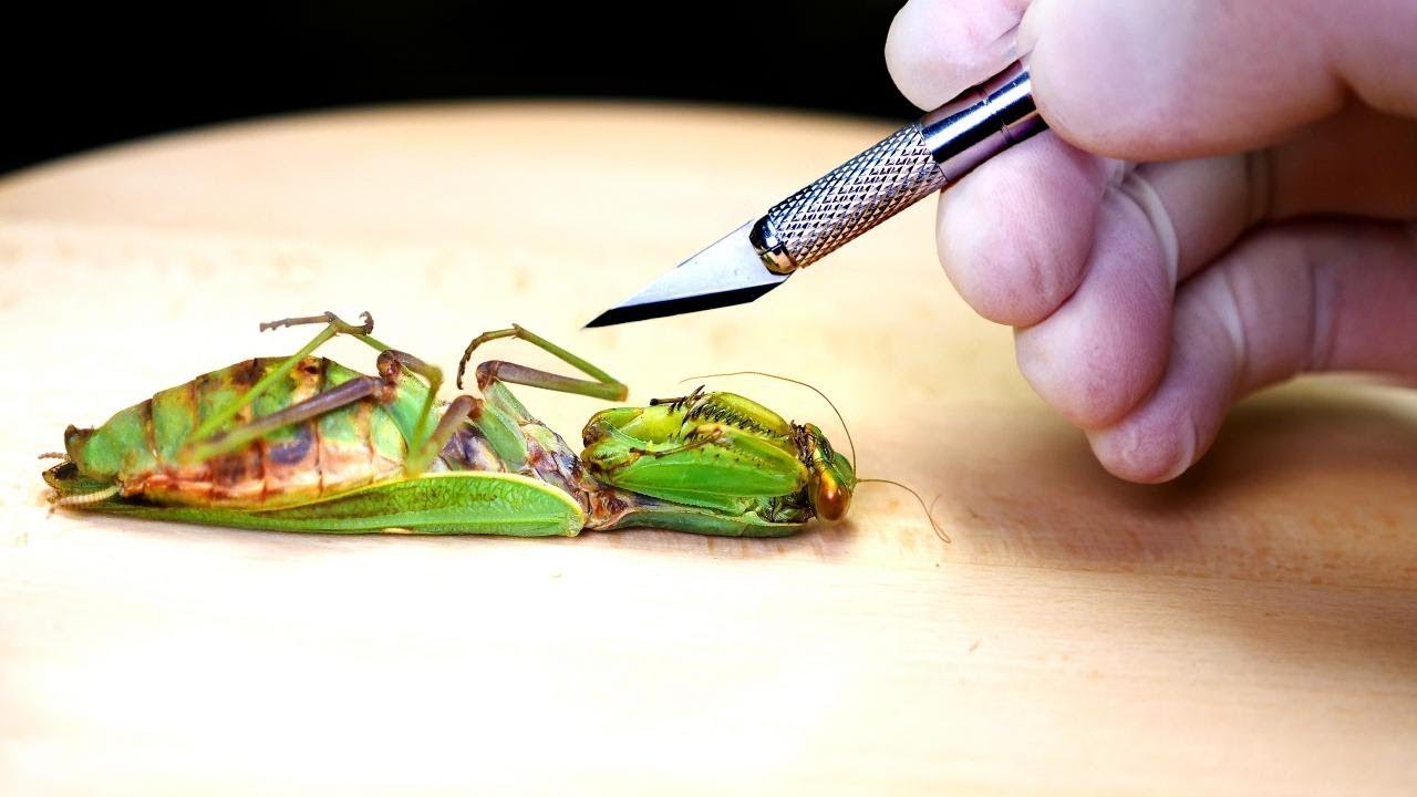 ¿QUE HAY DENTRO DE UNA MANTIS RELIGIOSA? ABRIMOS UNA MANTIS MUERTA. LA ...