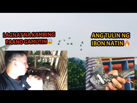 UPDATE SA INAHIN NATING MAG LAGNAT// SUMALI TAYO SA POOLING RACE ...