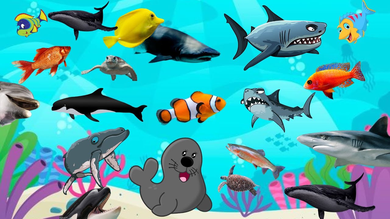 Ocean Fish video: Whale, Shark, little fish, large fish, star fish ...
