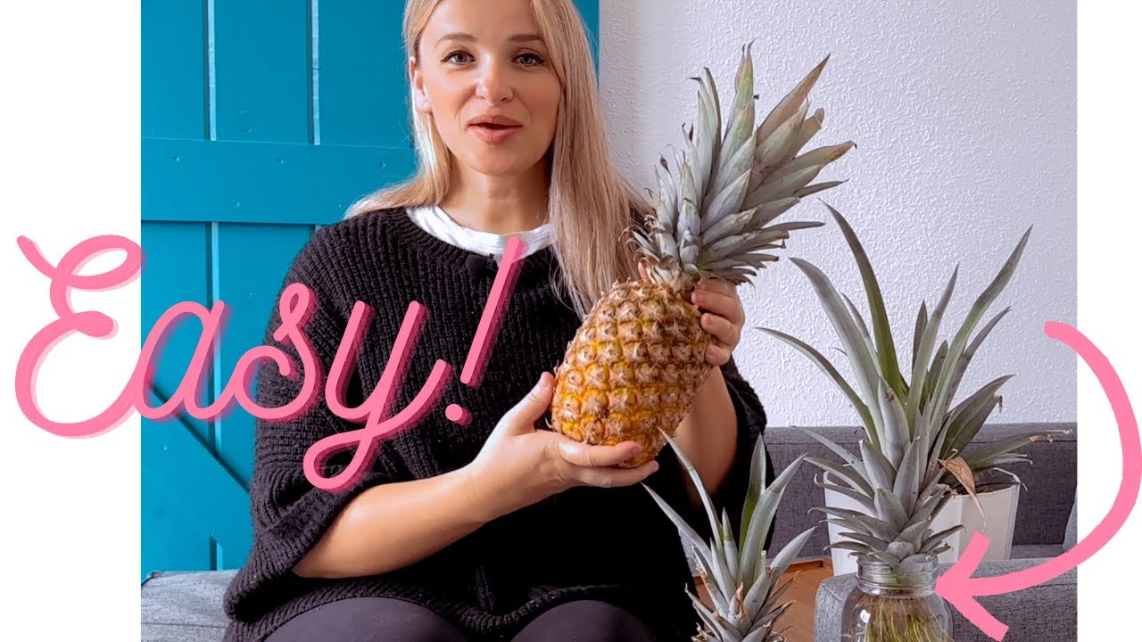 How to Grow Pineapples from Store Bought Pineapples - DIY regrow ...