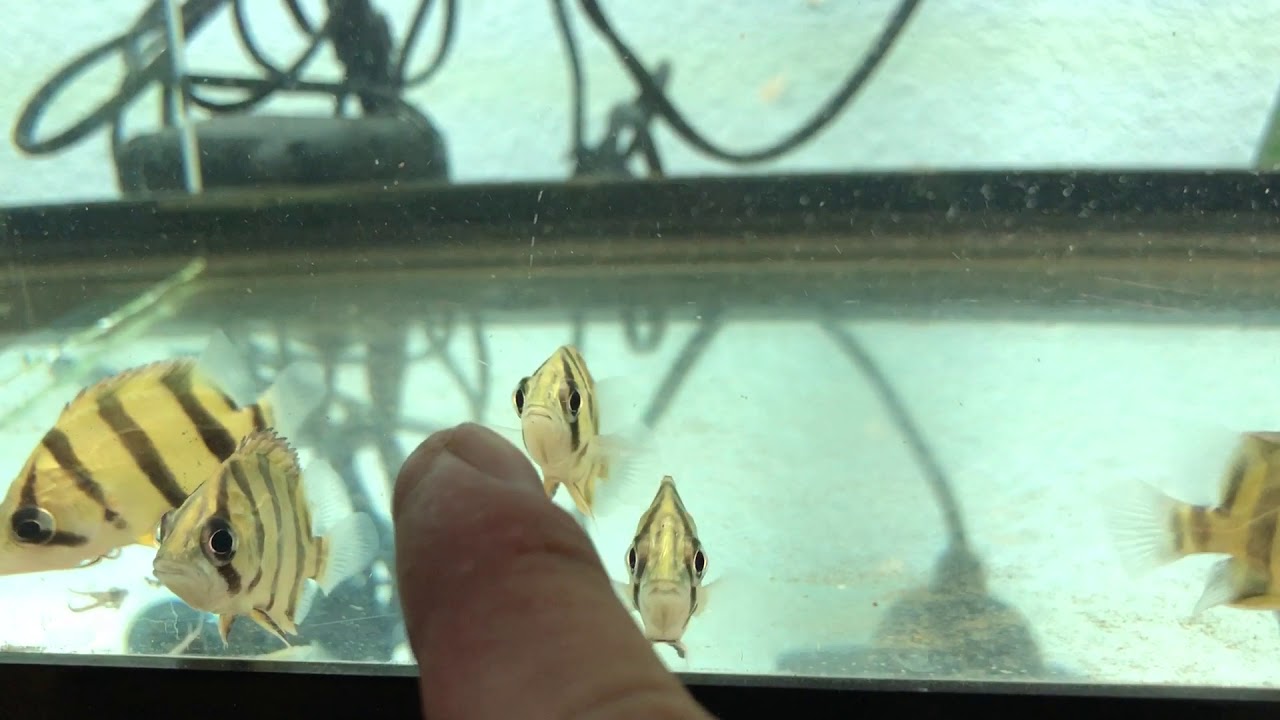 Siamese Tiger Fish: NTT Thin Bar Datnoid - Monster Fish - YouTube