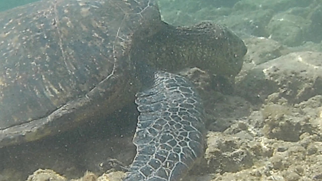 turtle video - YouTube