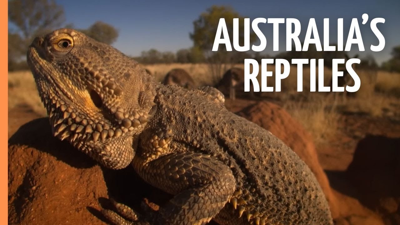 Australia’s Remarkable Reptiles - Lizards of Oz | Full Documentary ...