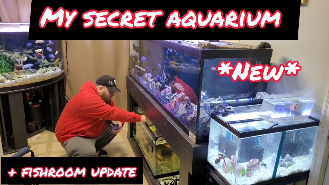 GIVING MY SECRET FISH A NEW AQUARIUM!! + FISHROOM UPDATE - YouTube