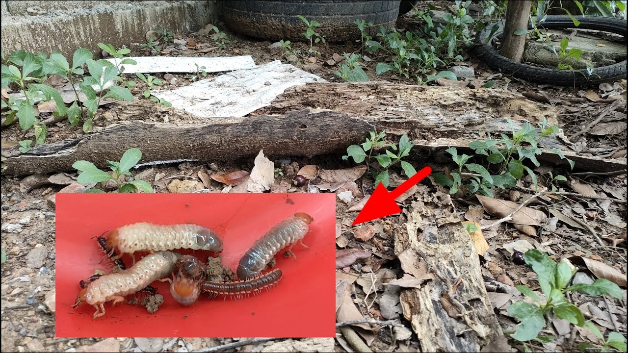 I flipped this logs and catched some insects ! Bugs, insects, worm ...