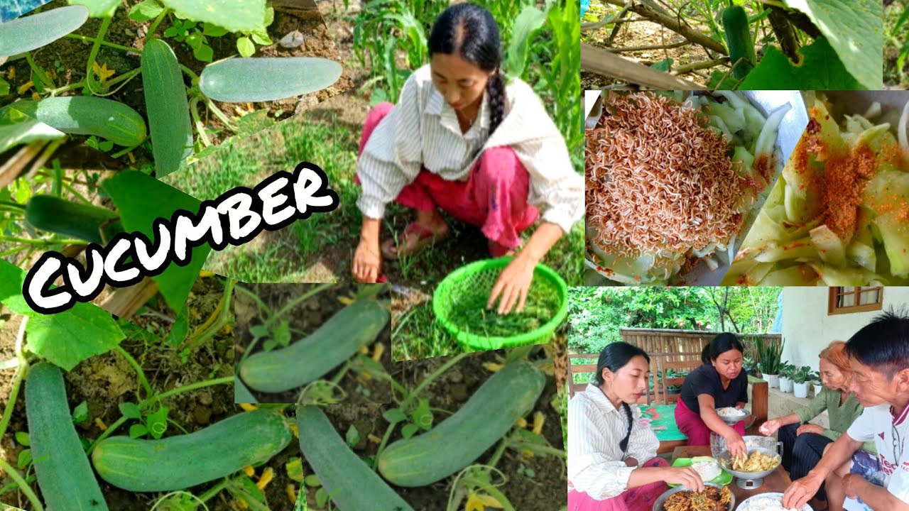 Tangkhul Naga family village life in Manipur/cucumber waiwai singju ...