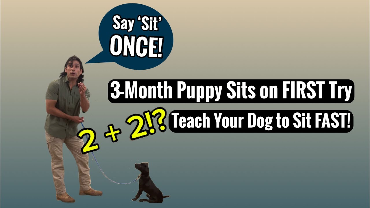 3-Month Puppy Sits on FIRST Try | Teach Your Dog to Sit FAST Quick ...