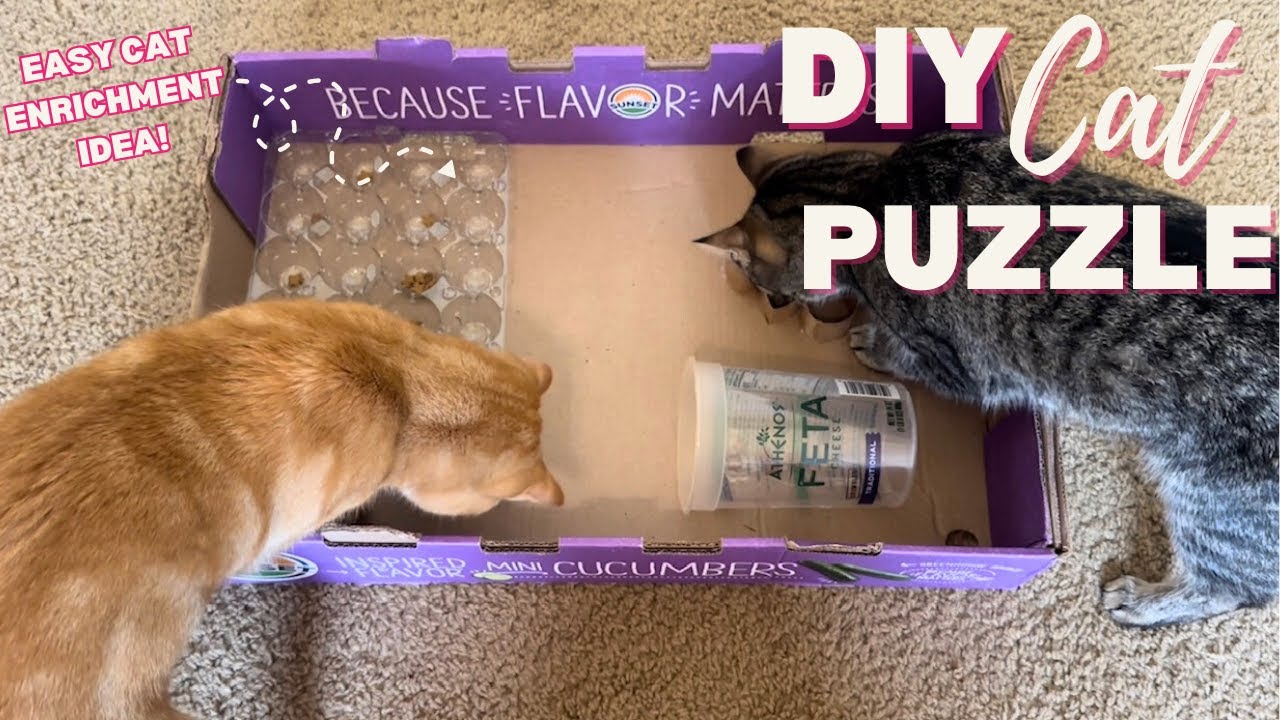 DIY Cat Enrichment Idea – Cat Puzzle Board - YouTube