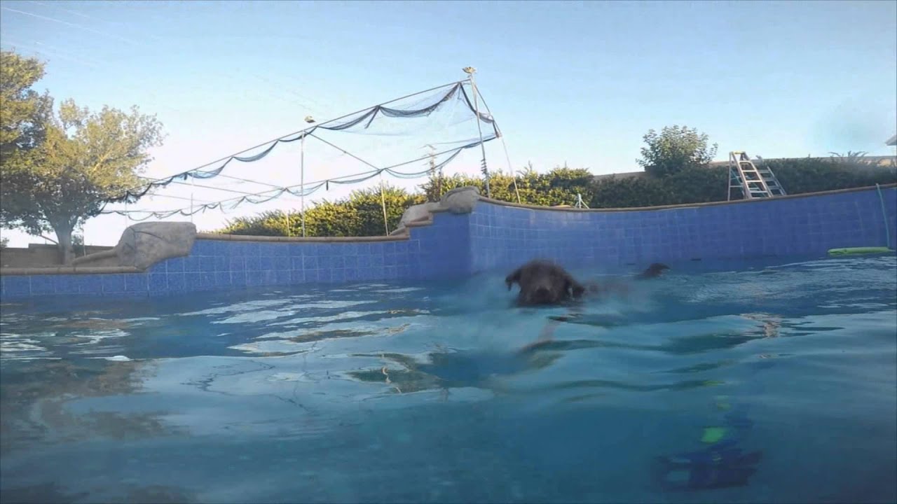 Dog Swimming Underwater chocolate lab Pool dive and Ball fetch - YouTube