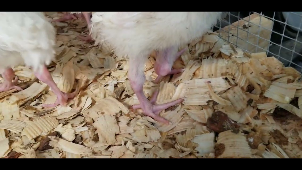 Baby Turkeys Leg Broken? 06-05-2023 - YouTube