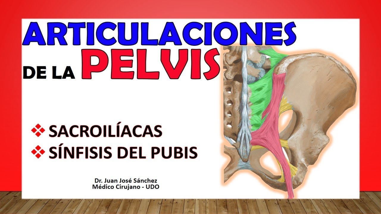 🥇 Articulaciones de la PELVIS - (SACROILÍACAS - SÍNFISIS DEL PUBIS ...