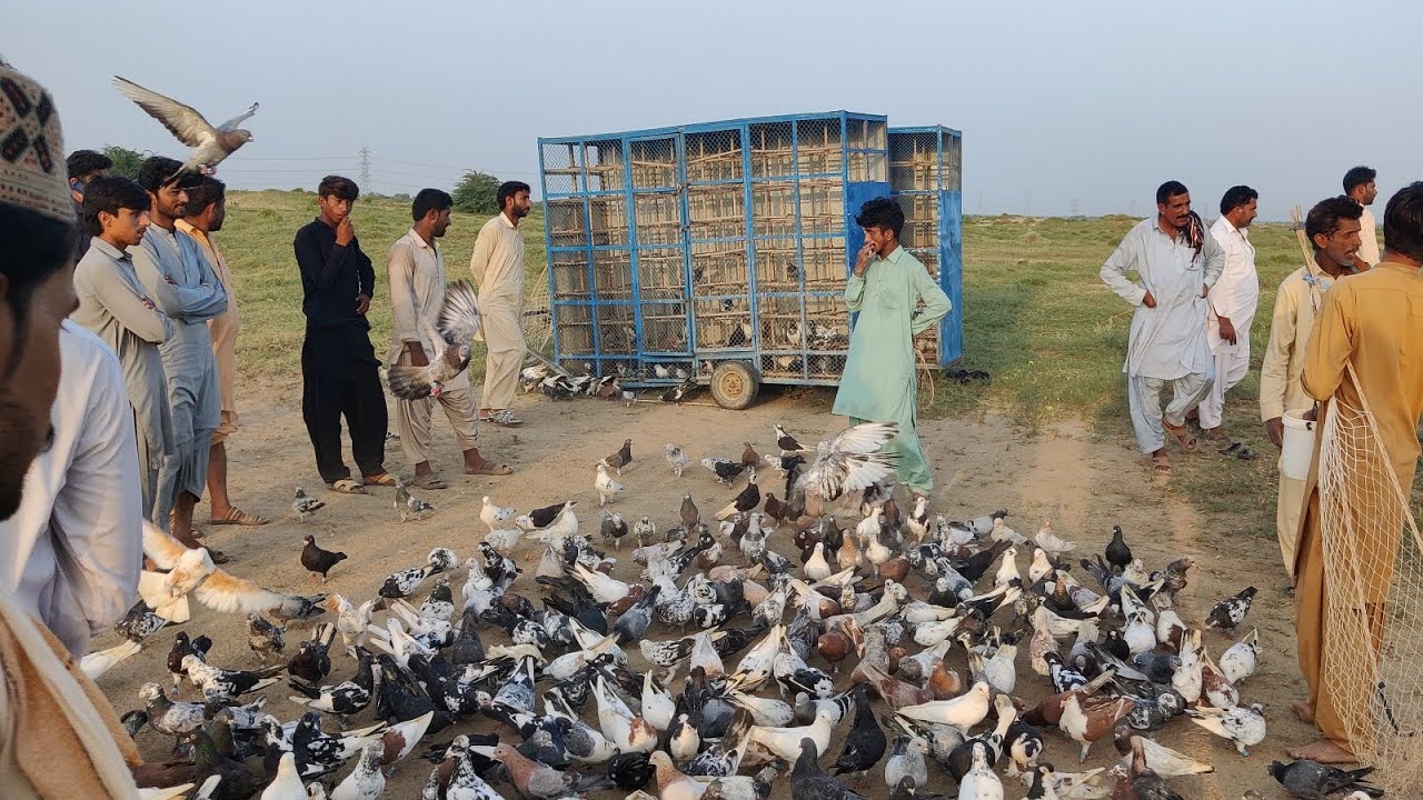 800 Kabtoor Sir Gar Pr A Dum Say Bara he Muqabla Ban Gaya - YouTube