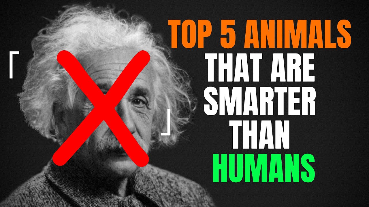 You Won't Believe the Top 5 Animals Smarter Than You! - YouTube