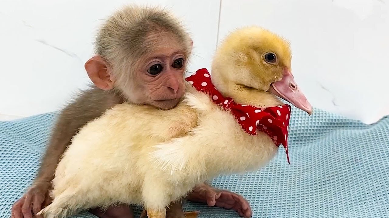 BiBi monkey lulls duck to sleep so sweet - YouTube