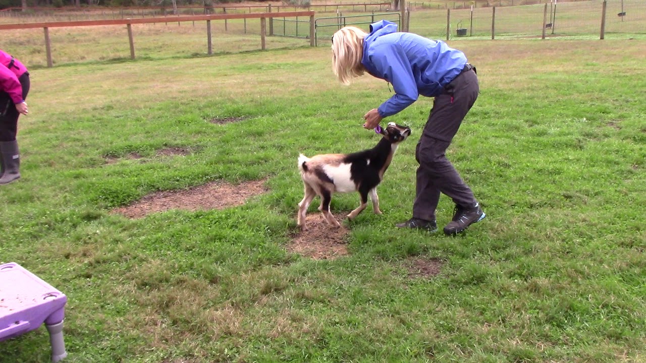 Goat clicker training. Clicker training avec une chèvre - YouTube