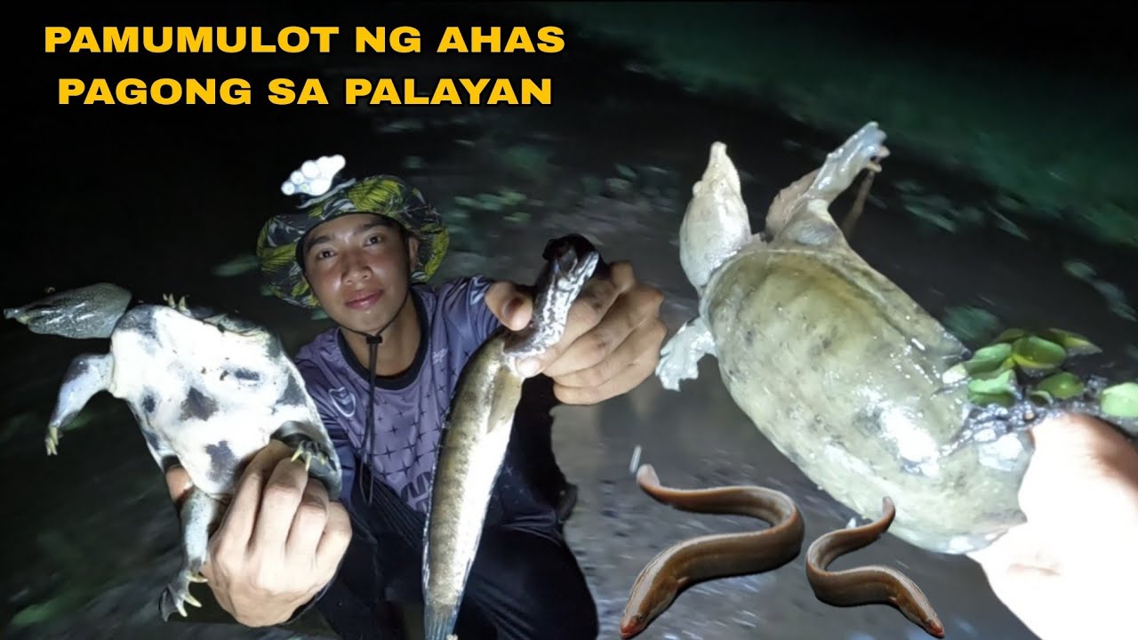 AHAS PAGONG DUMARAMI NA ANG PESTE SA PALAYAN AT IGAT PAGHAHUNTING NG ...