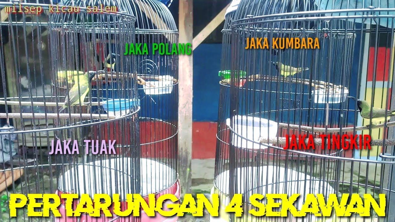 BURUNG SOGON 4 SEKAWAN DUET BEBAS DI MARKAS TEAM KOPASOS - YouTube