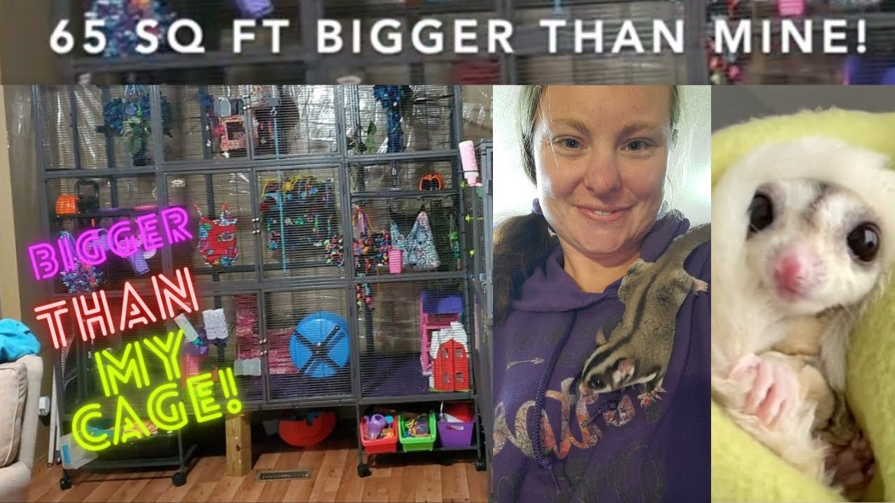 Creative Cage Build | Interview with the creator - YouTube