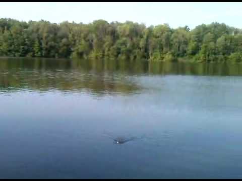 Lake Findley - Alchetron, The Free Social Encyclopedia