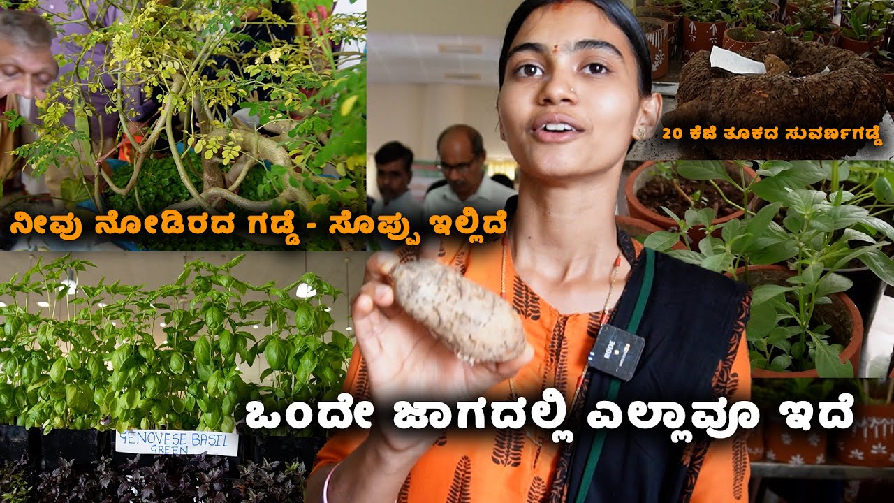 ಮಂಗಳೂರಿನಲ್ಲಿ ನಡೆದ ಗಡ್ಡೆ ಗೆಣಸು ಮೇಳ | Gadde Genasu Mela in Mangalore ...