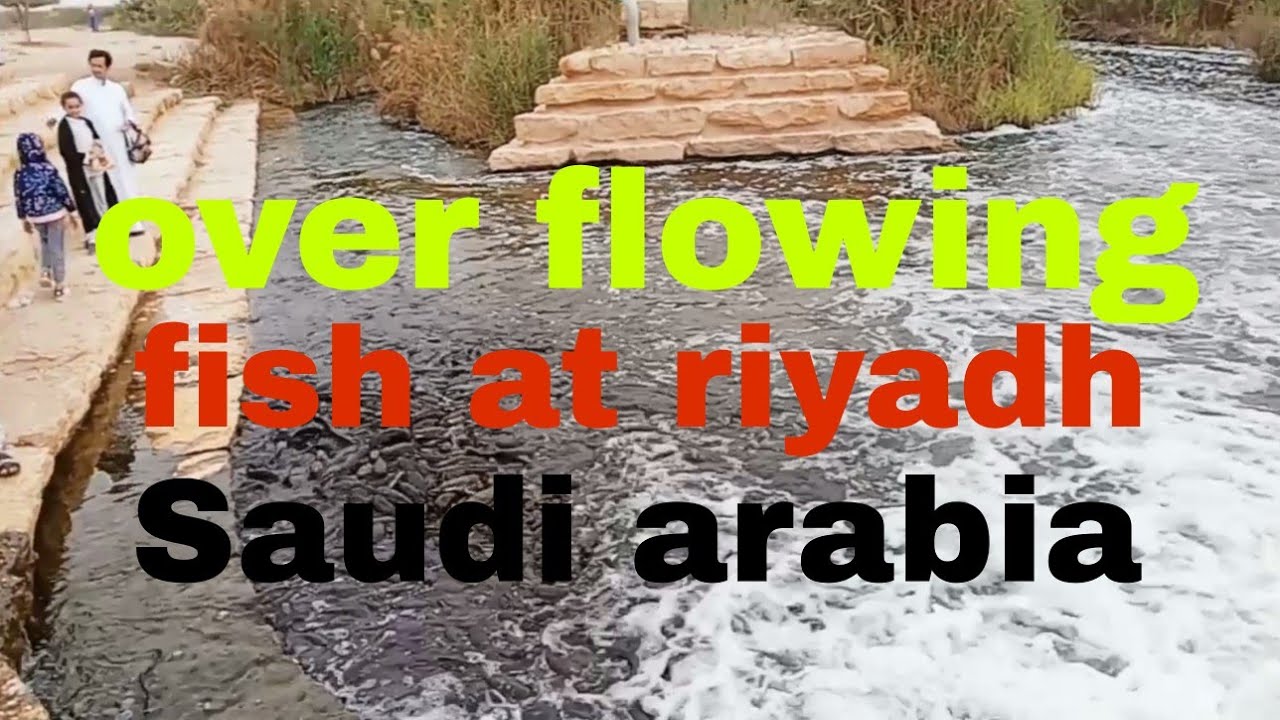over flowing fish at lake park riyadh saudi arabia#overflowingfish# ...
