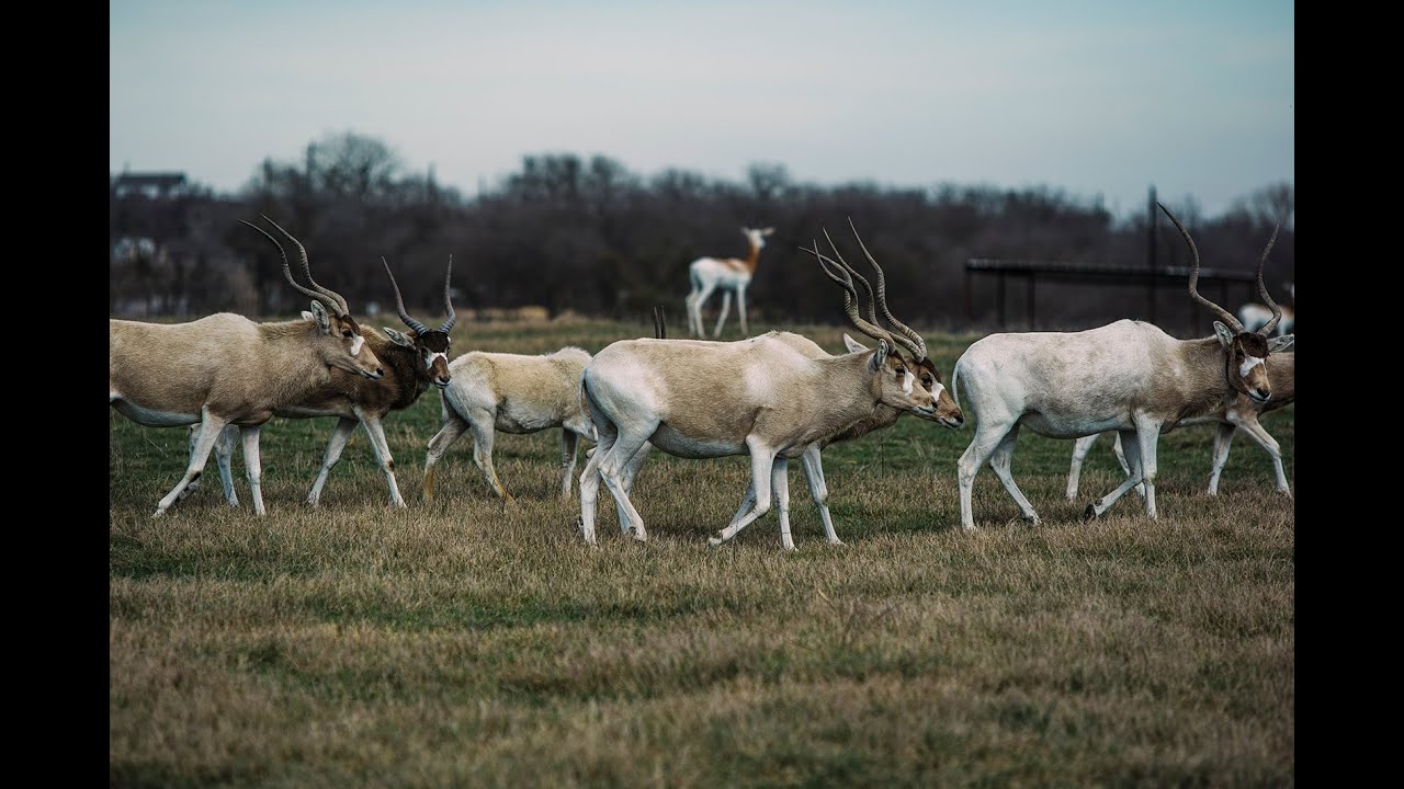 The Addax Has Not Been Seen in the Wild in Over 20-30 Years | Exotic ...