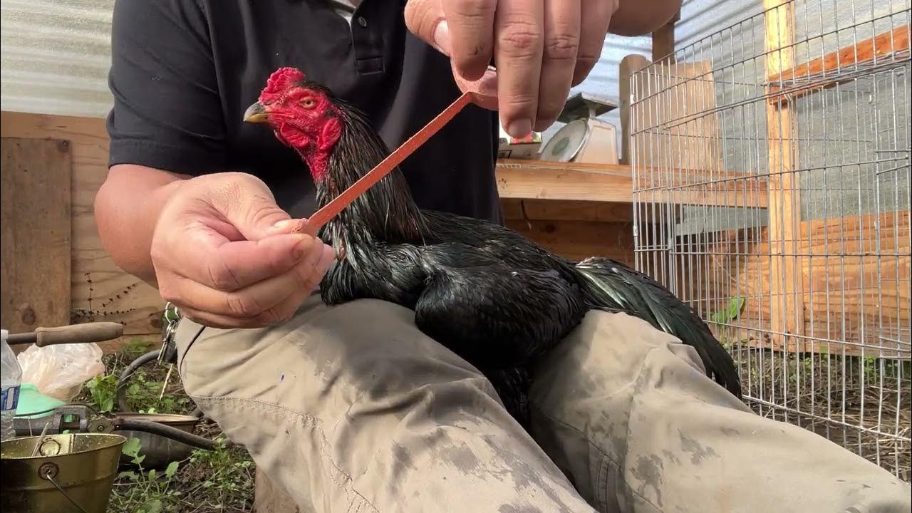 Qhia looj kaus qaib nawb - YouTube