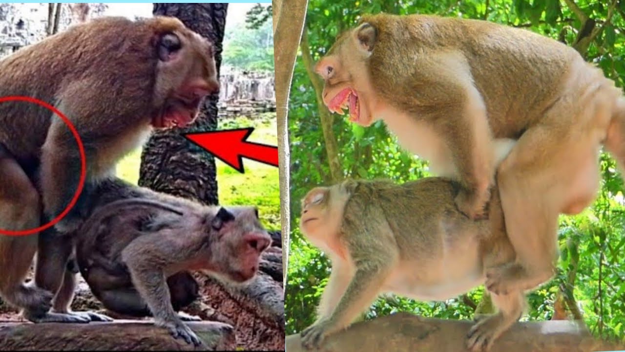 oh yeah!!! what are you doing monkey boom boom??? - YouTube