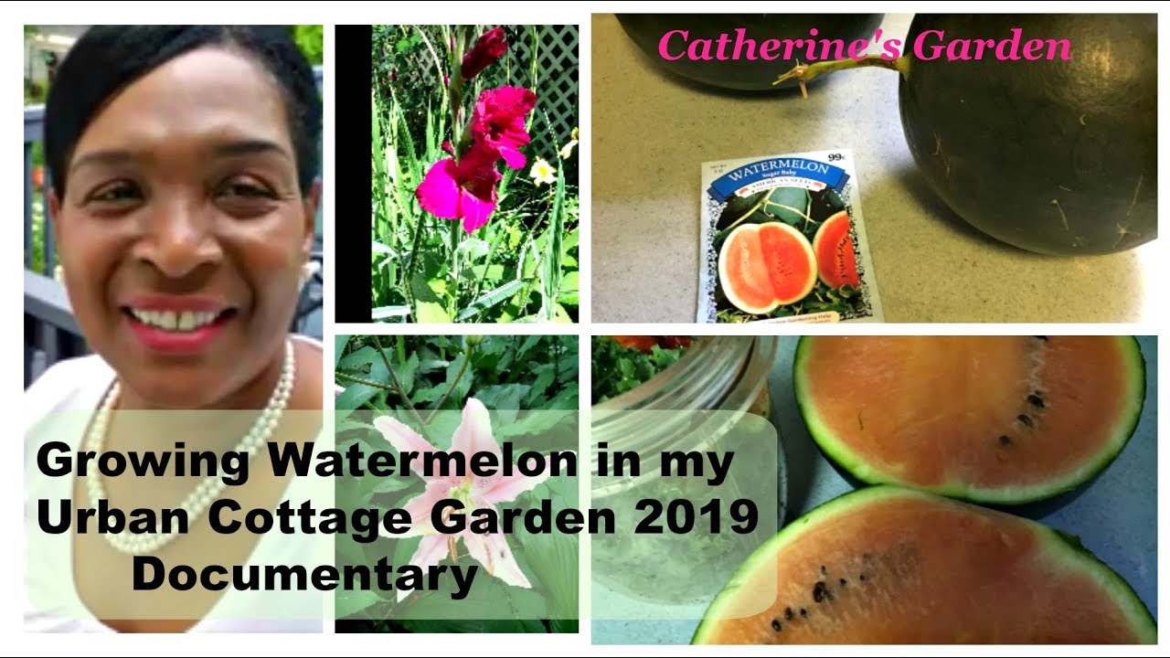 Growing Watermelon in a Cold Climate | Urban Cottage Front-yard ...