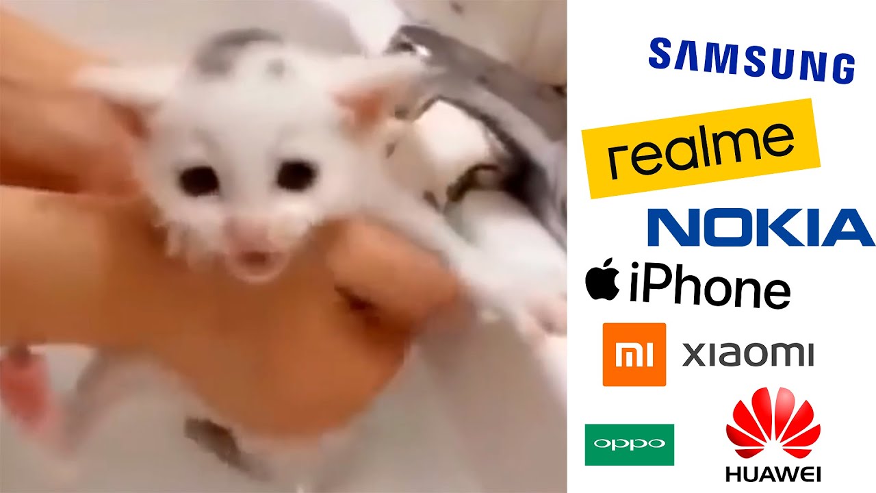 The cat bathes and says meow but famous phone ringtones - YouTube