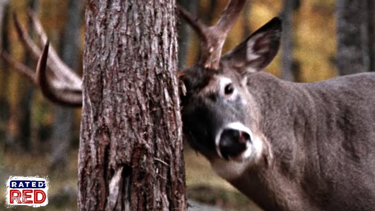 How to Decode a Deer Rub - YouTube