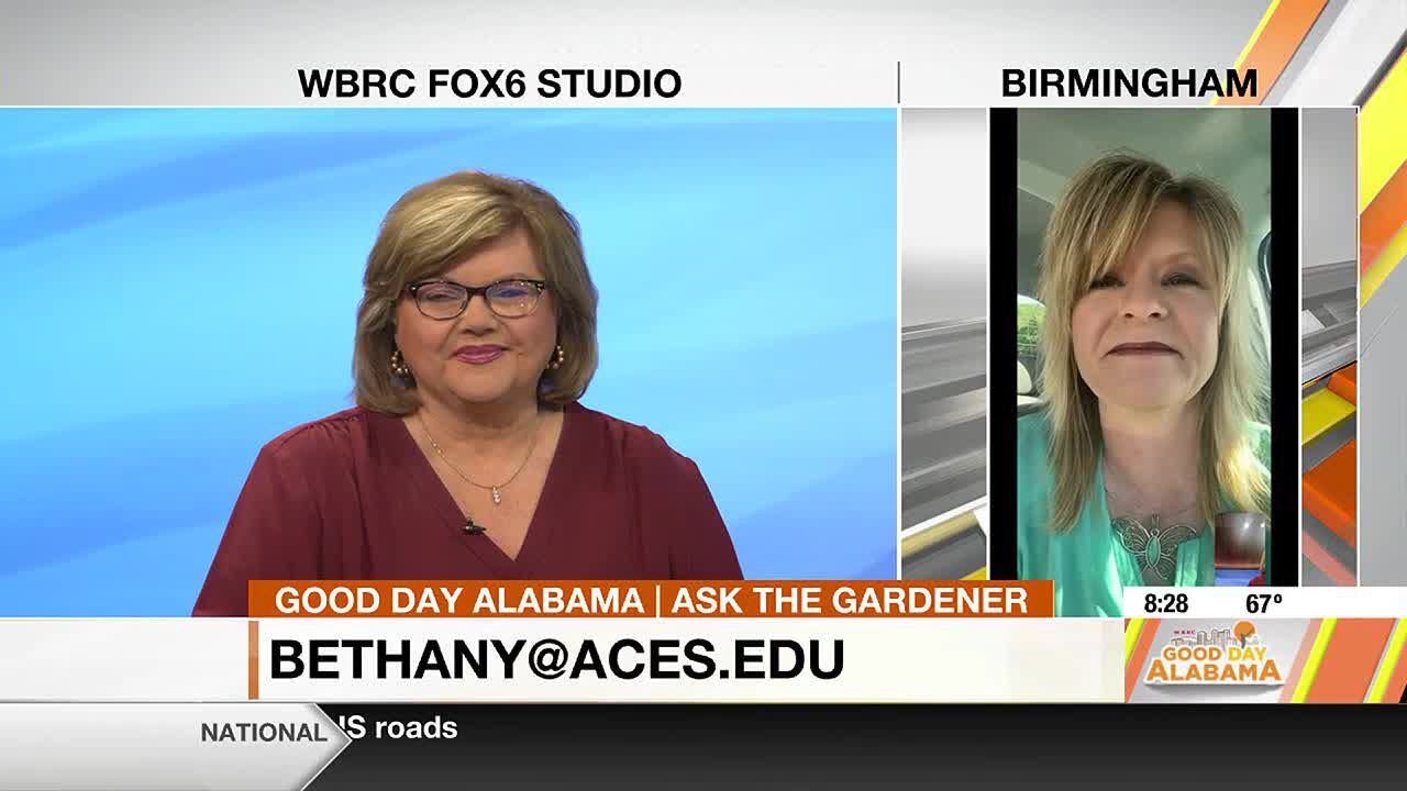 Bethany O'Rear: Ask The Gardner - YouTube