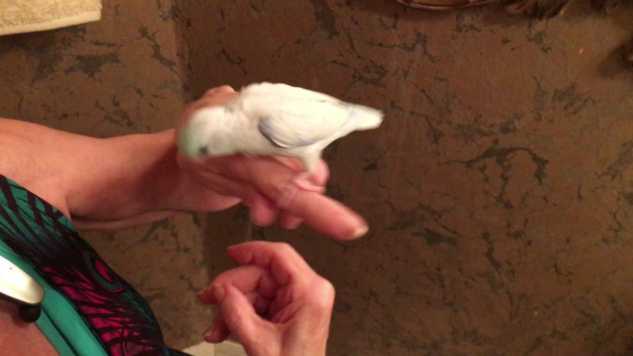 Fly Babies Aviary - White Male Parrotlet - Jess - YouTube