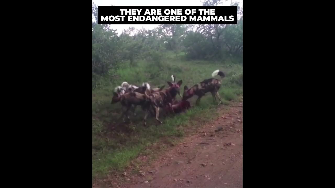 Wild Dogs Devour Impala in Minutes... - YouTube