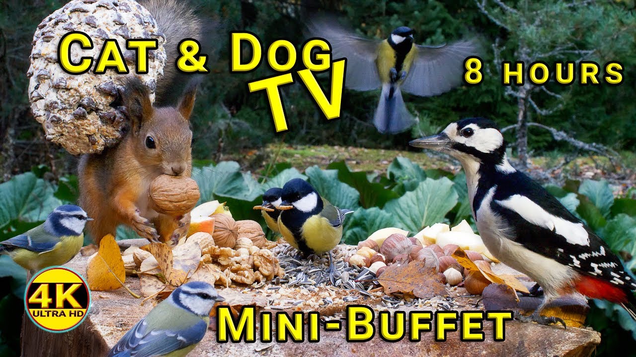 Videos for Cats to Watch 😺🐿️ Red Squirrels & Cute Birds🐦 8 Hours Bird ...