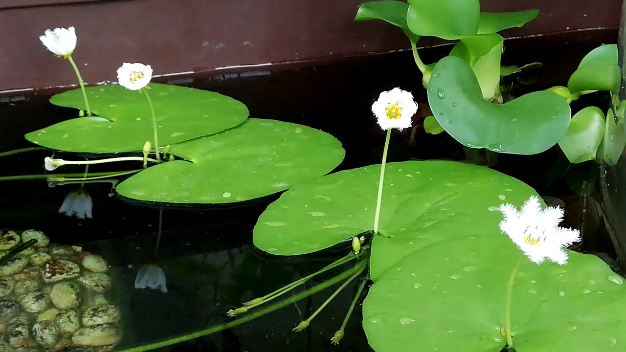 Water snowflake blooms - YouTube