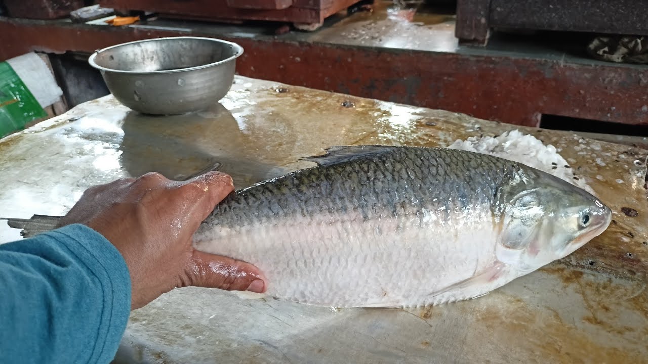 Big Size ilsha Fish Supar Cutting Skills By Expert Fish Cutter in West ...