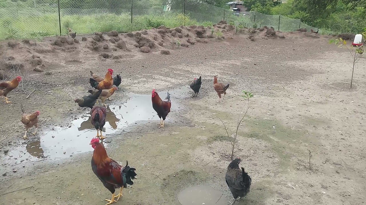 original gavran desi poultry farm - YouTube