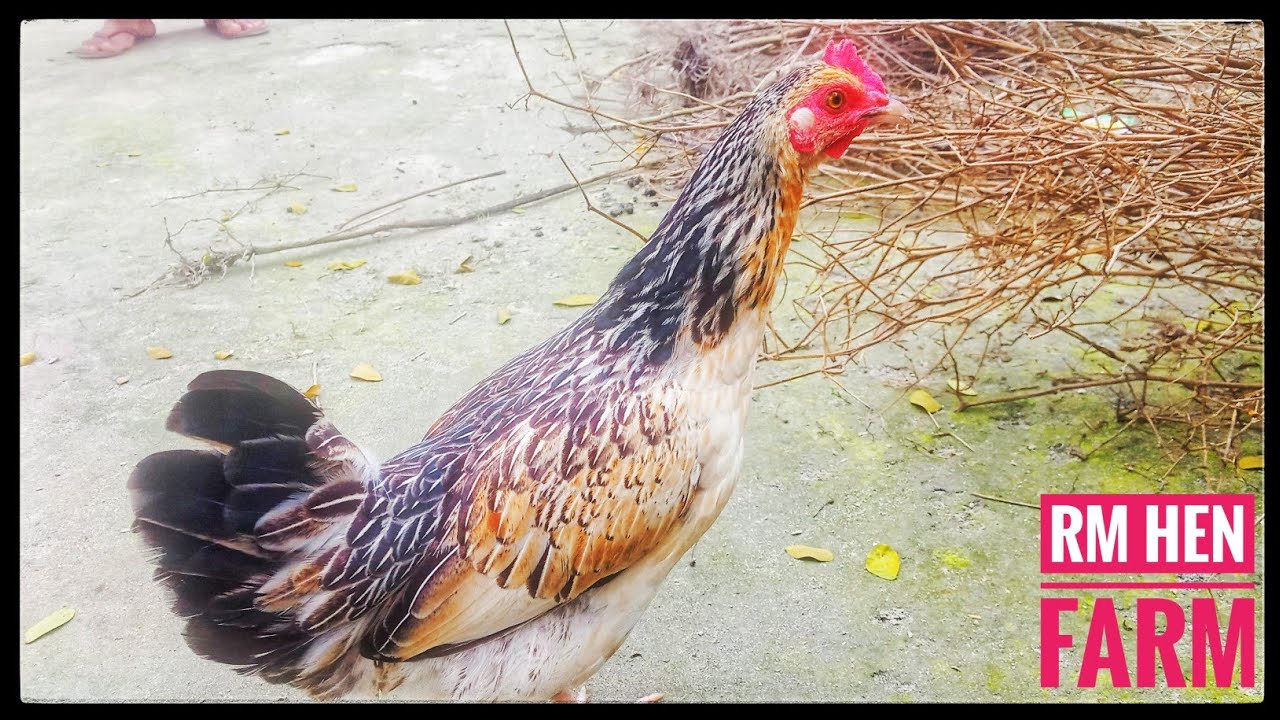 hen farming method || hen farming & hen careing || RM HEN FARM || - YouTube