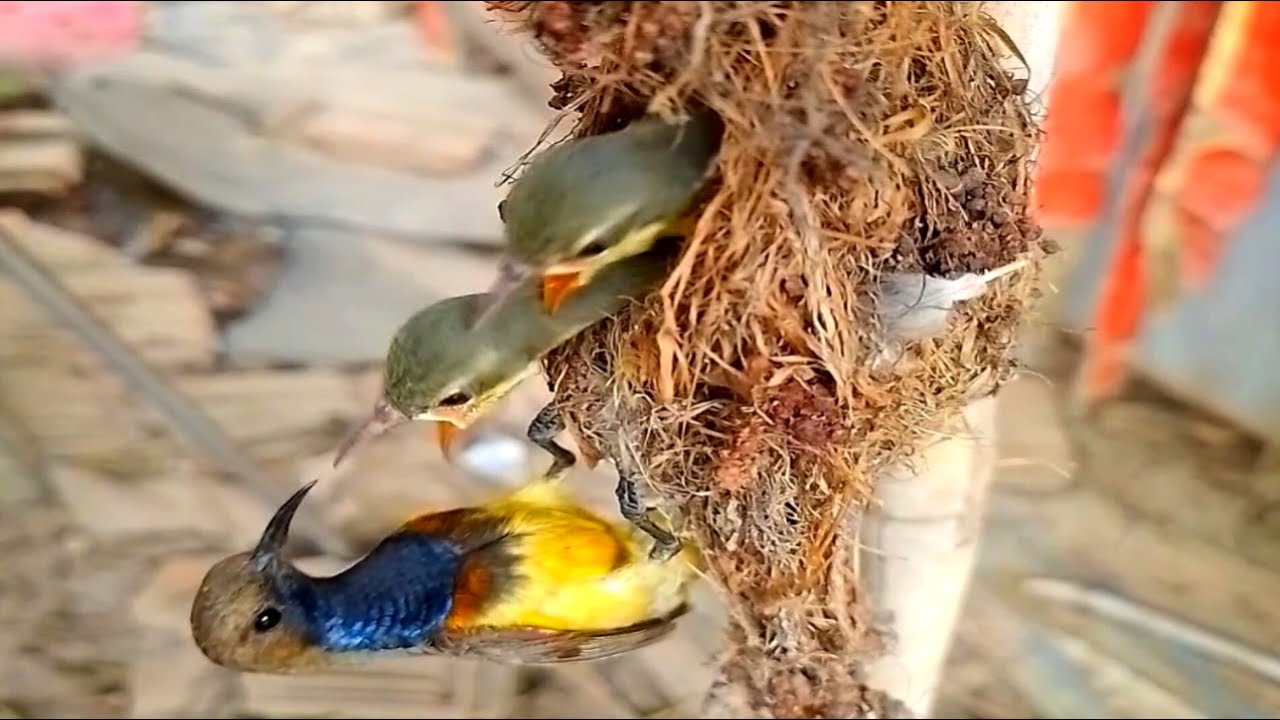 Garden sunbird Birds try to back away until they fall out of the nest ...