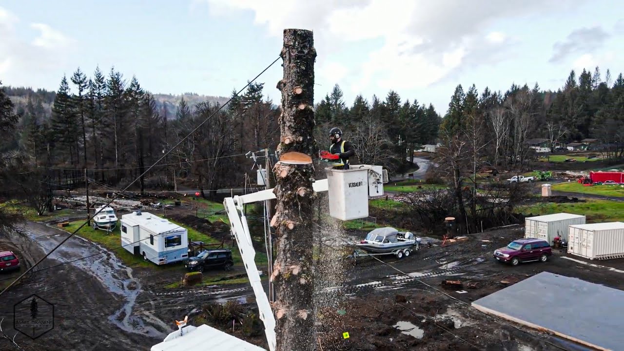 Felling Hazardous Trees in Otis, Oregon (Part 1) - YouTube