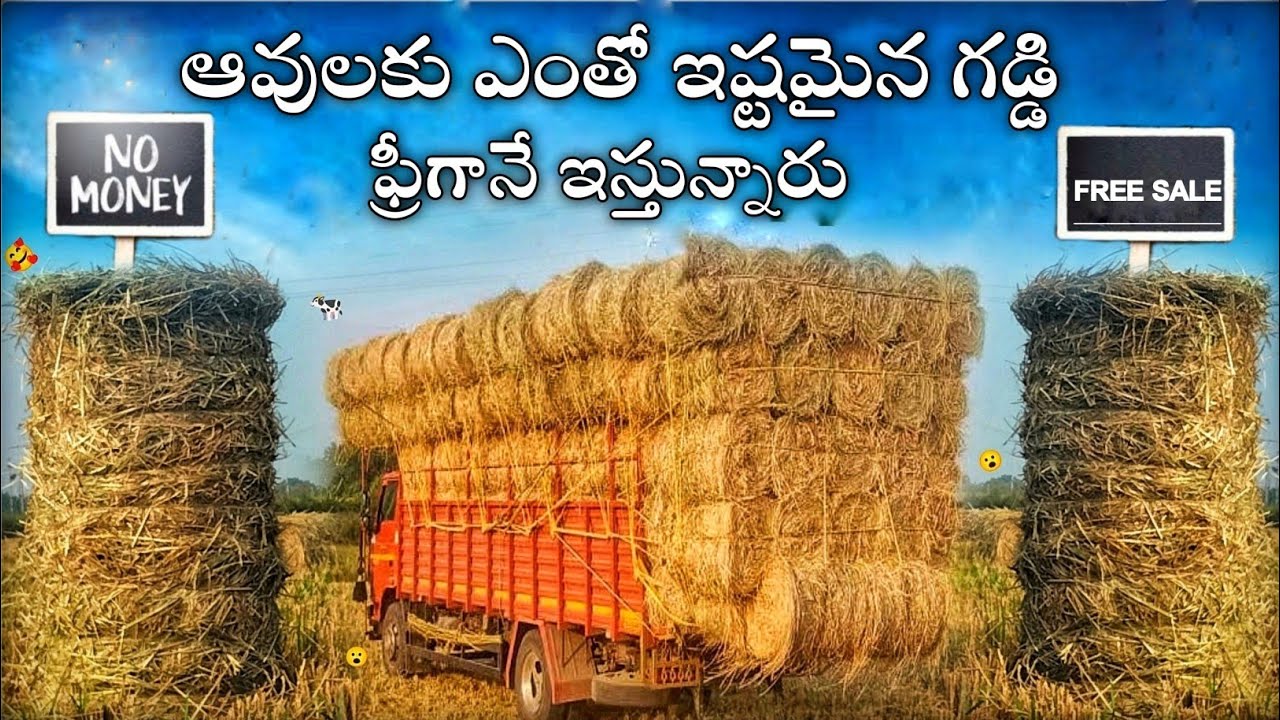 dairy form // agriculture // farmer free cow food sale - YouTube