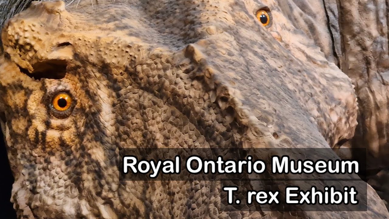 The T. Rex exhibit at the Royal Ontario Museum. Dinosaur exhibits ...