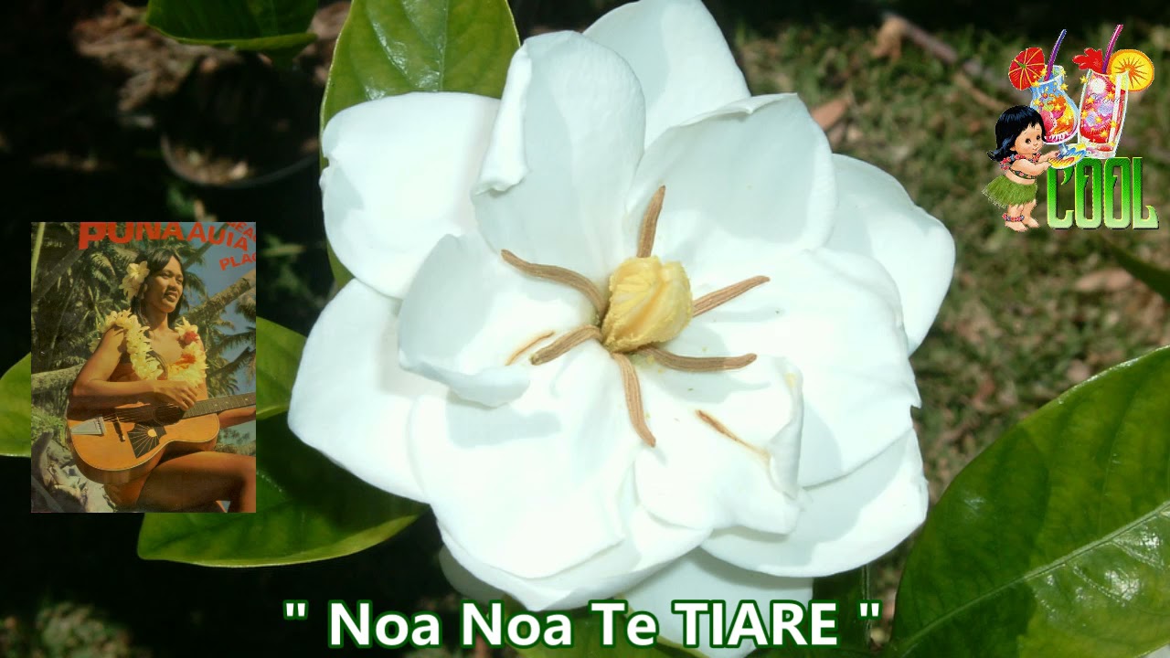 "Noa noa te Tiare Taina" - TAHITI Rétro Bringue . - YouTube