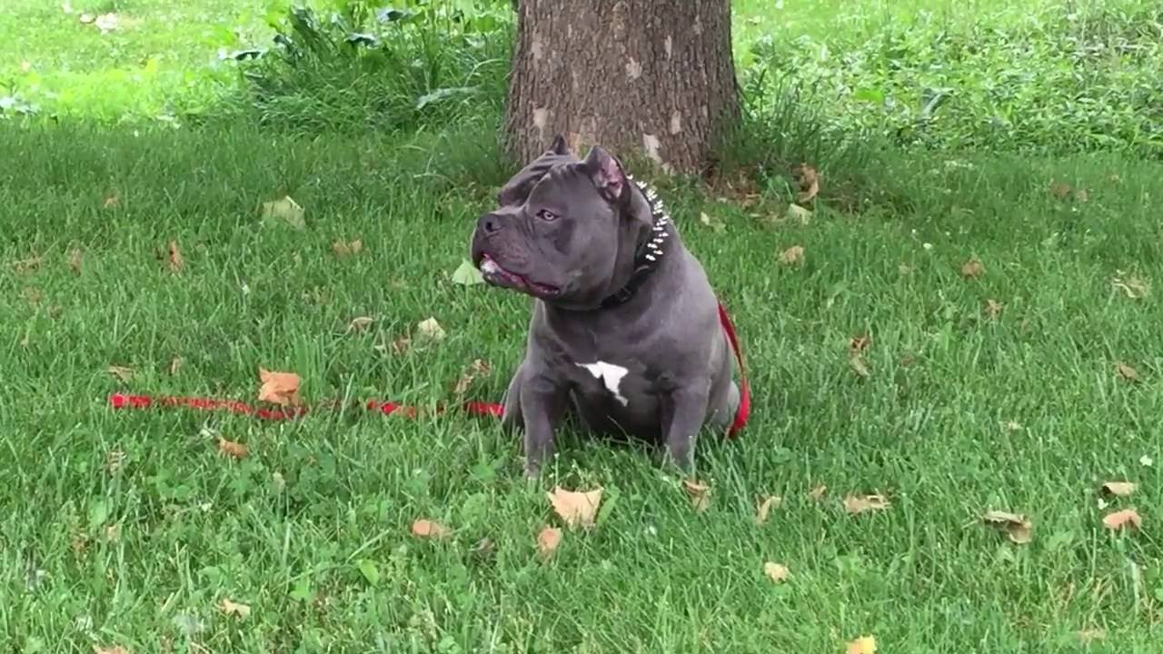 2X Miagi American Bully 9 months - YouTube