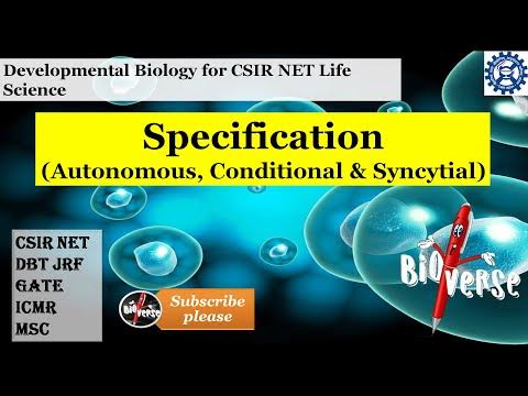 Cell fate specification || Autonomous, Conditional, and Syncytial Specification - YouTube