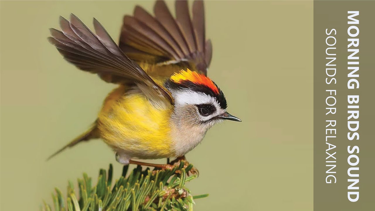 Nature Sound Birds 🌿 Bird Sound Bird Singing And Chirping 🌿 Energy For ...