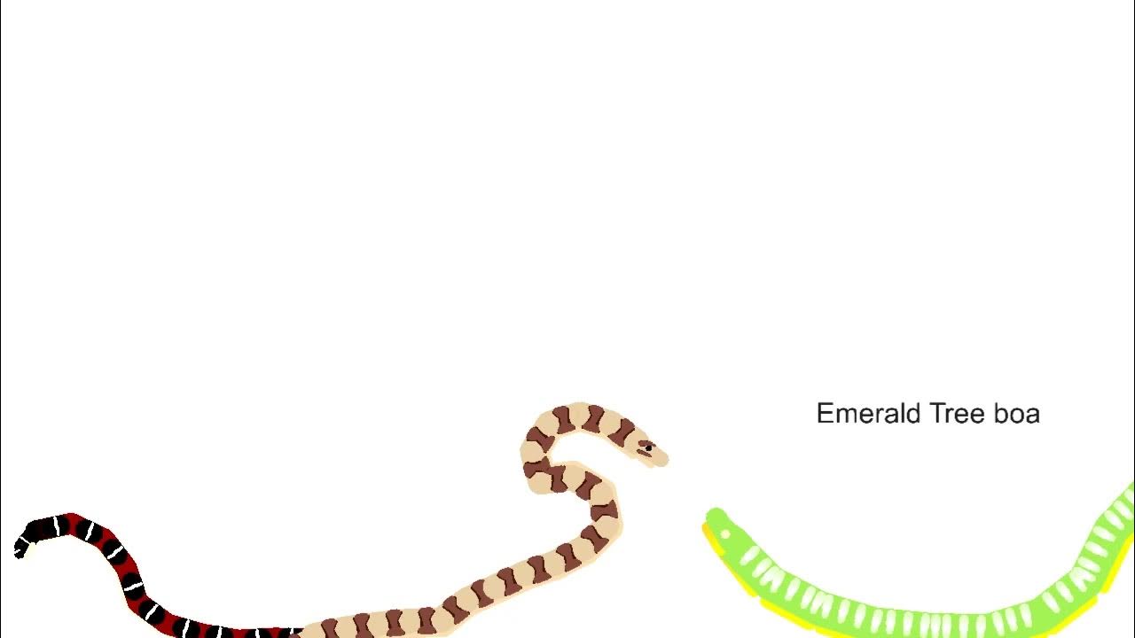 Snake Size Comparison - YouTube